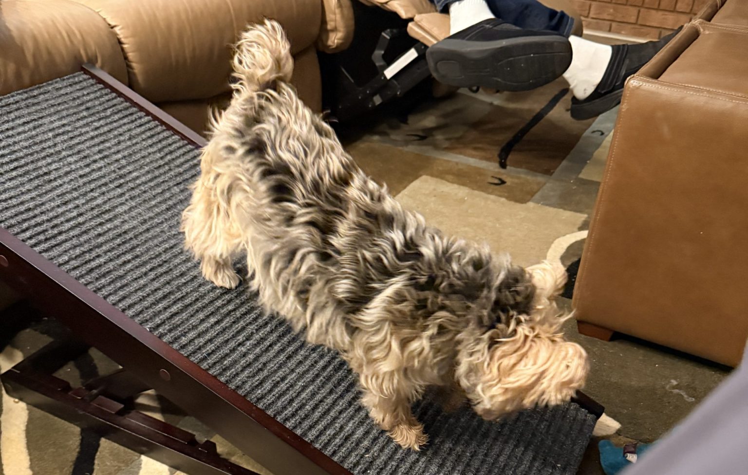 Yorkie Peace